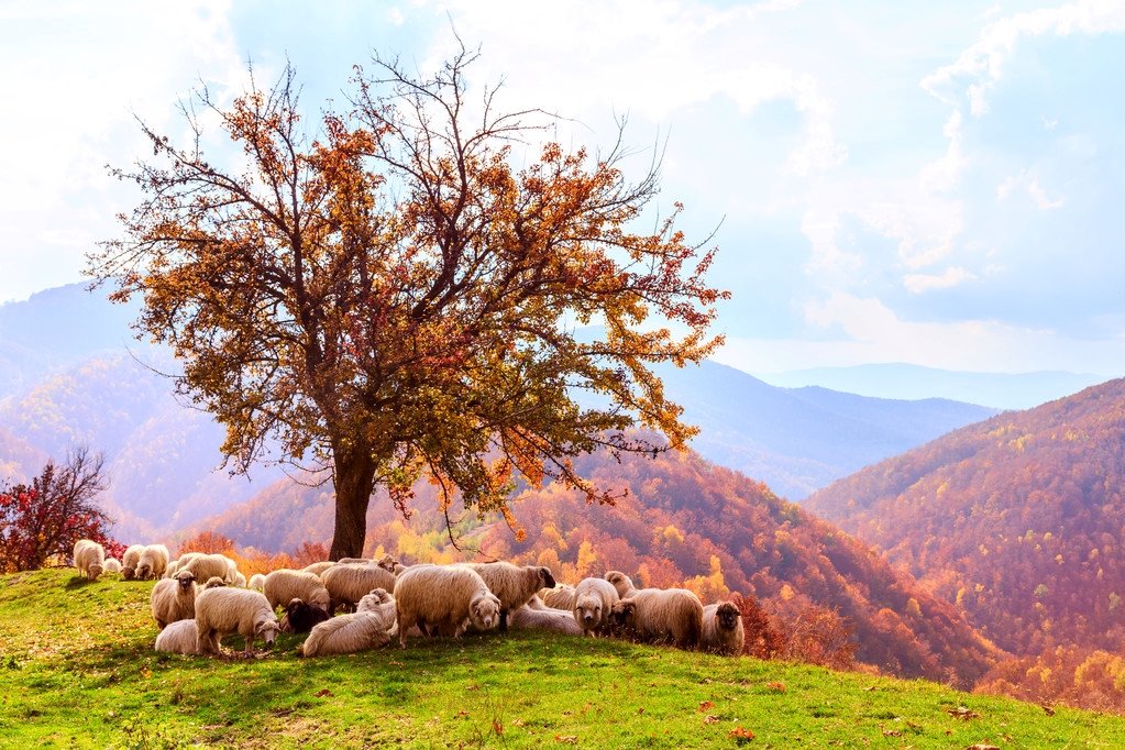 Europe's Last Nomads: Mountain Traditions – The Wanders